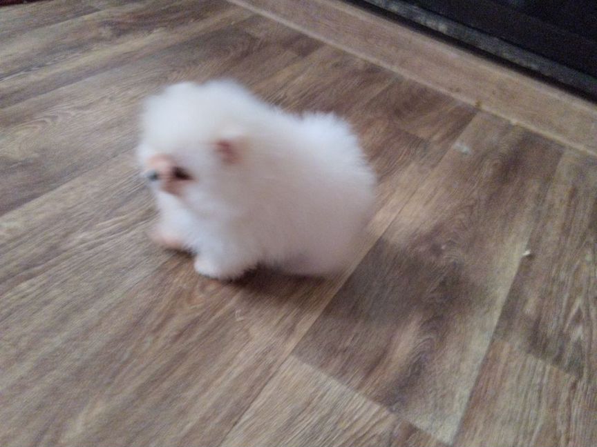 Щенки шпица