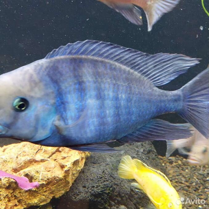 Цихлида Голубой дельфин