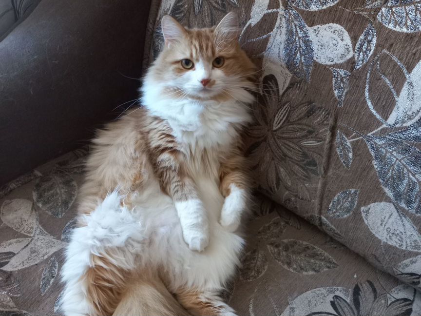 Отдам котика в добрые руки