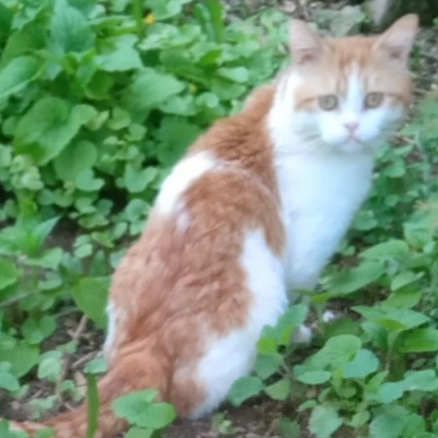 Белый с рыжим шотландский котик