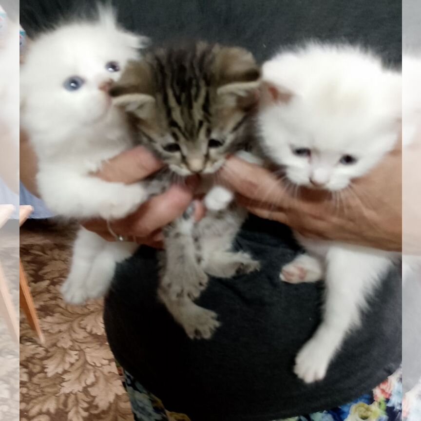 Котята в добрые руки