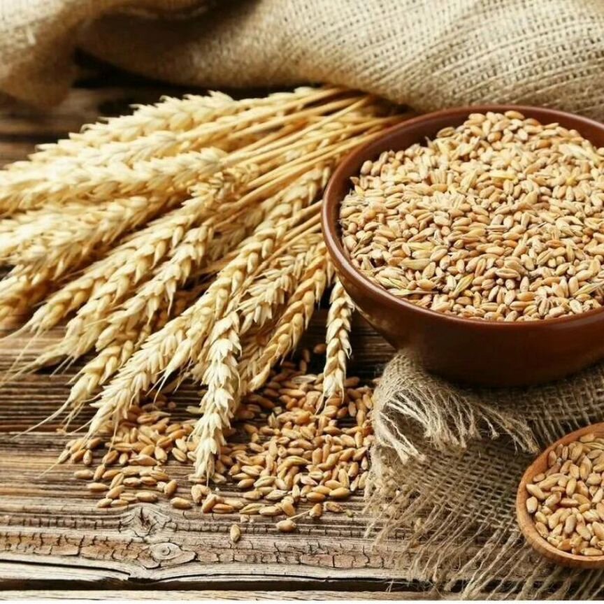 Зерно пшеница