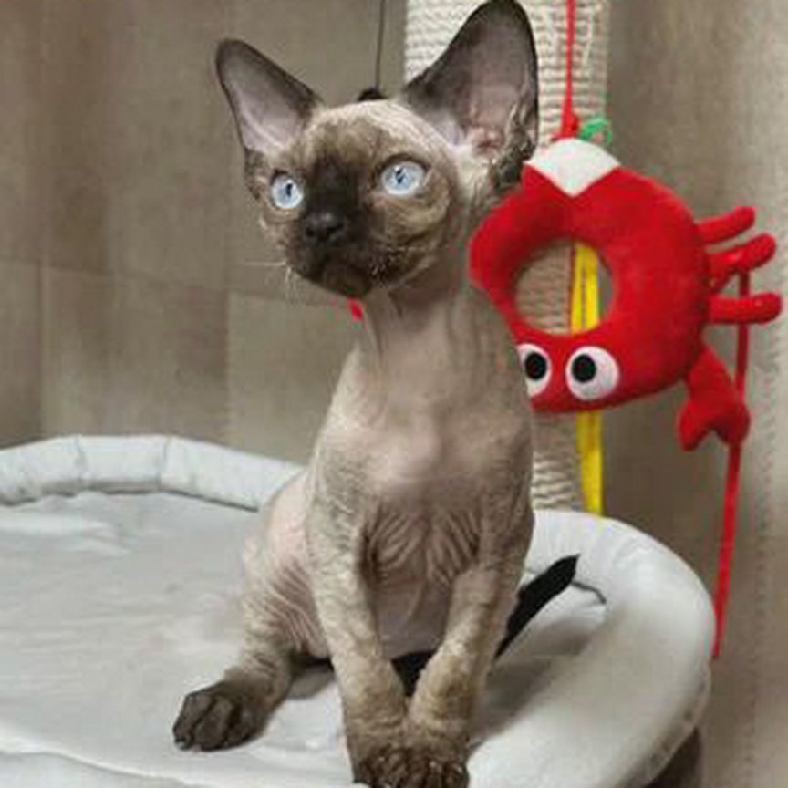 Котик девон рекс