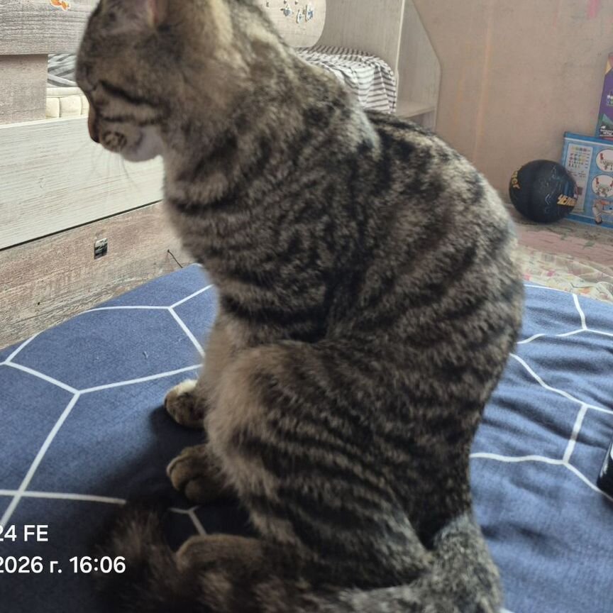 Ориентальный котёнок