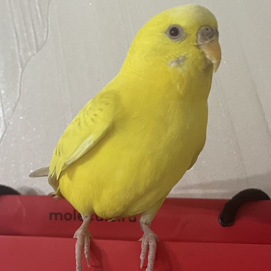 Волнистый попугай