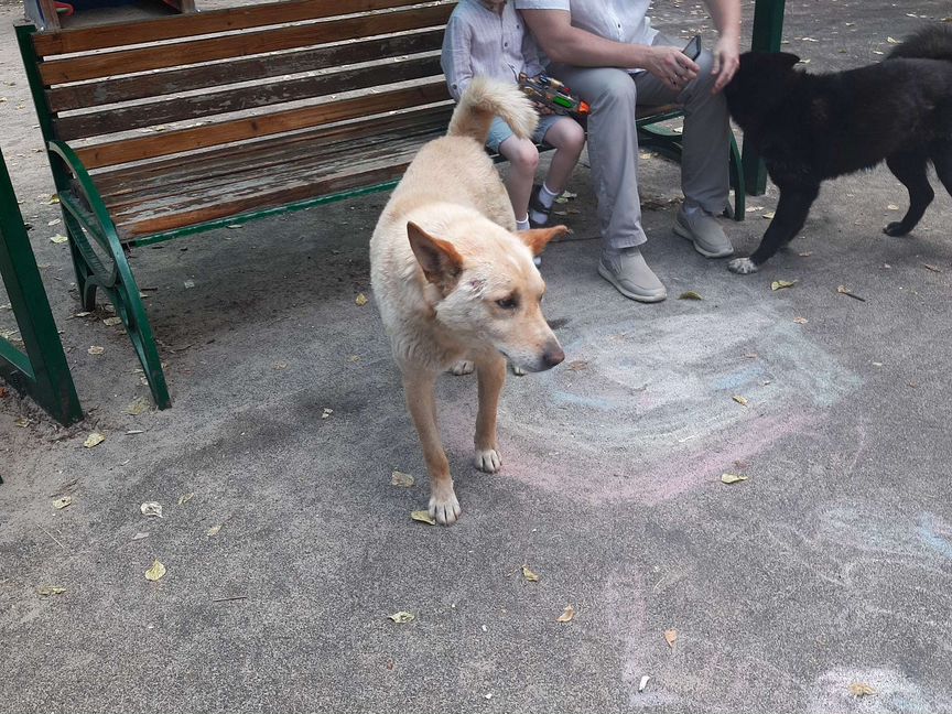 Белоснежка без негра