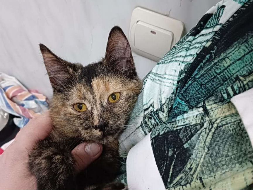 Кошка