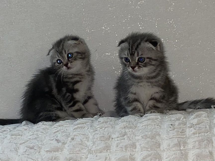 Шотландские вислоухие котята