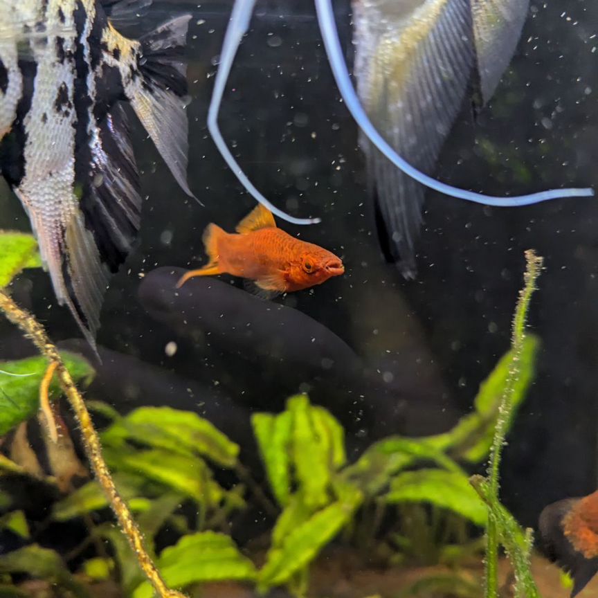 Меченосец рубин