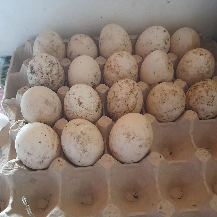 Инкубационное яйцо уток Голубой фаворит