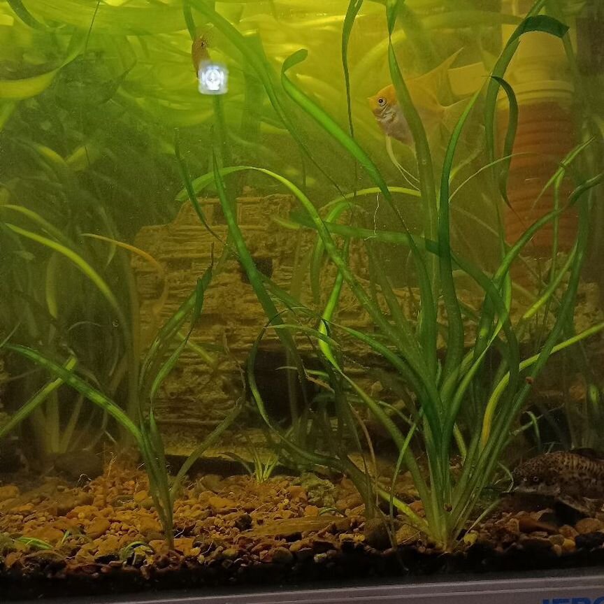 Растения для аквариума