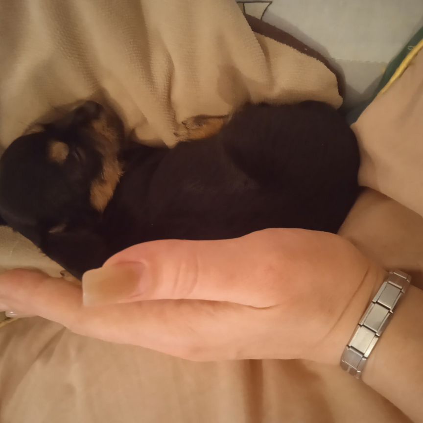 Мини той-терьер