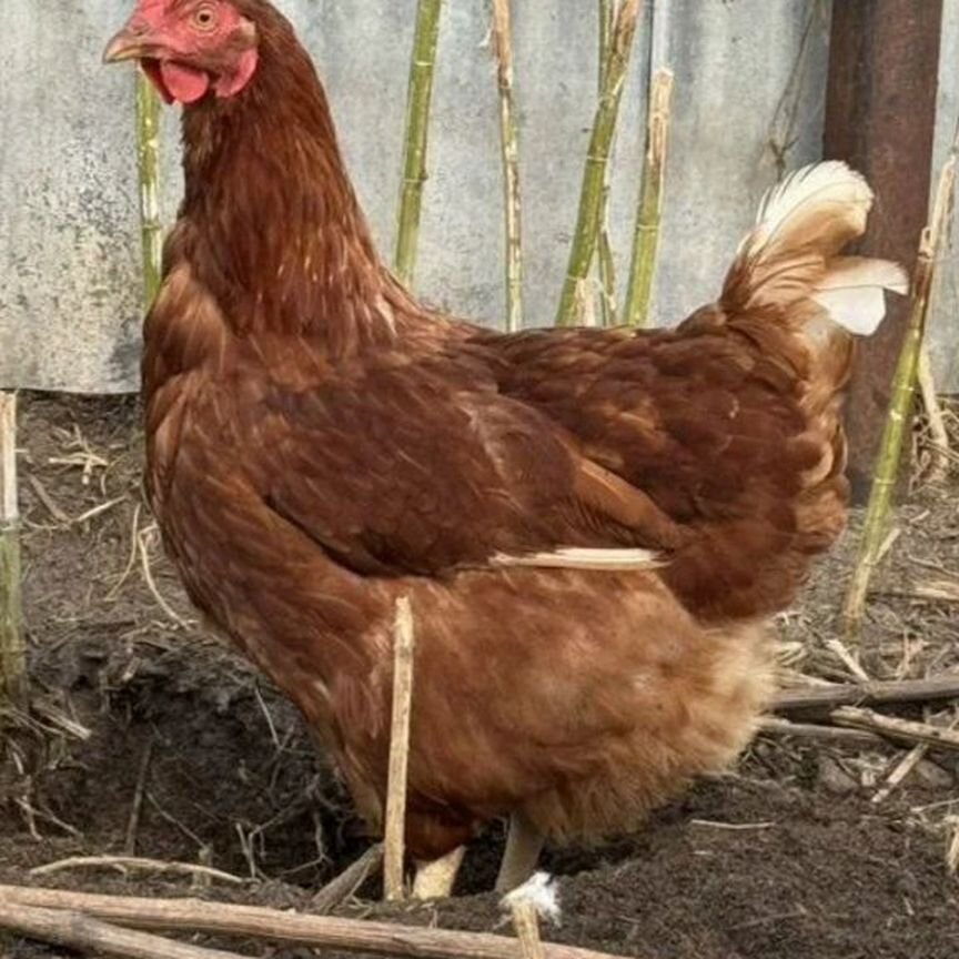 Куры несушки