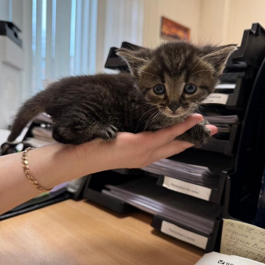 Котенок