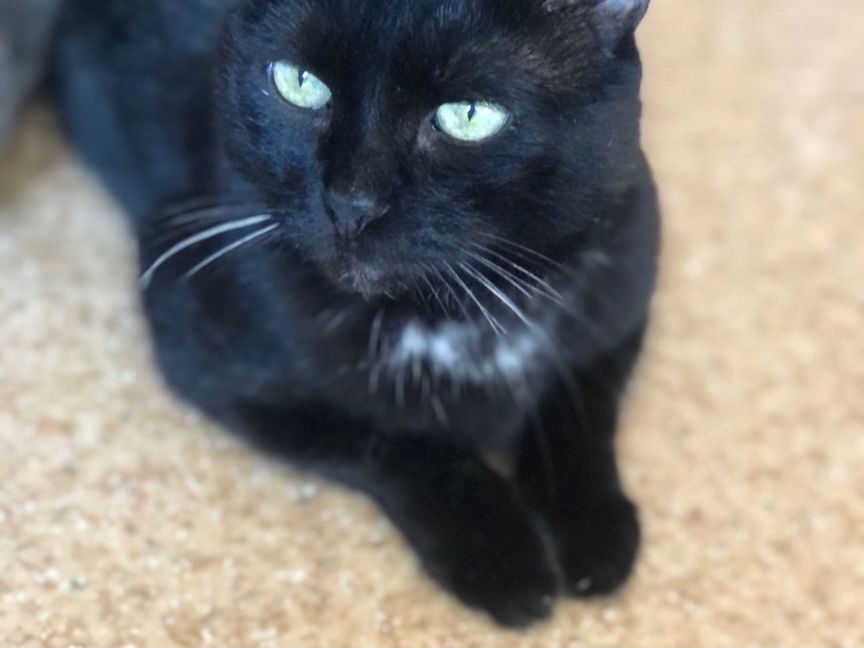 Котик Сэм
