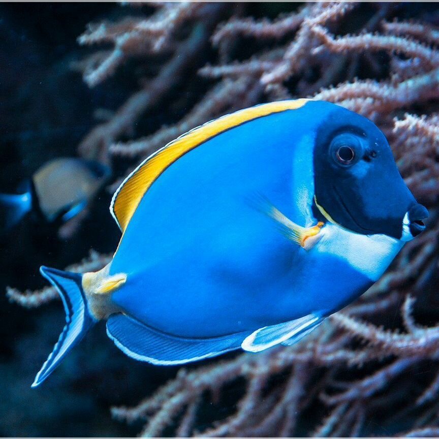 Рыба Хирург синий белогрудый