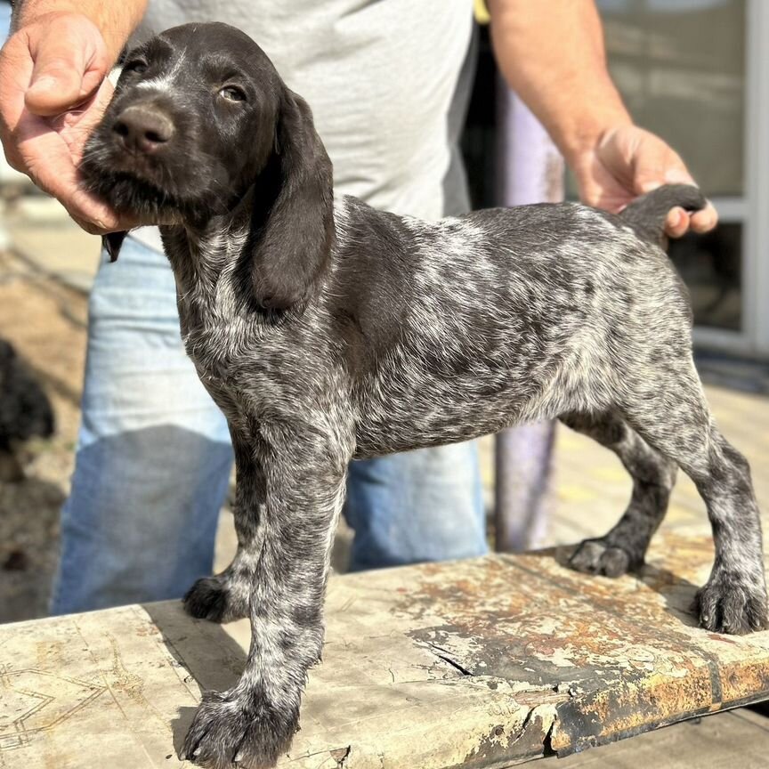 Щенки дратхаара