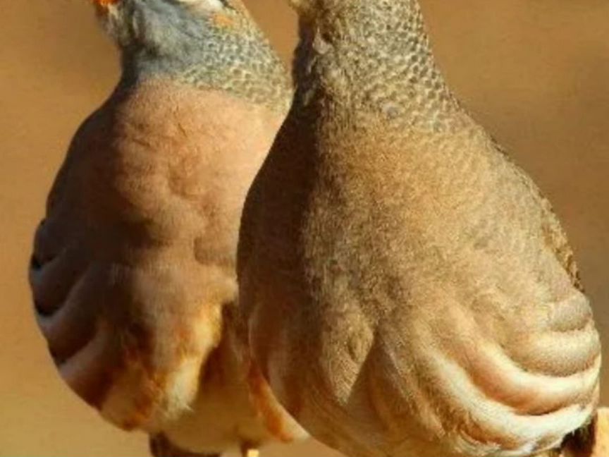 Пустынные куропатки