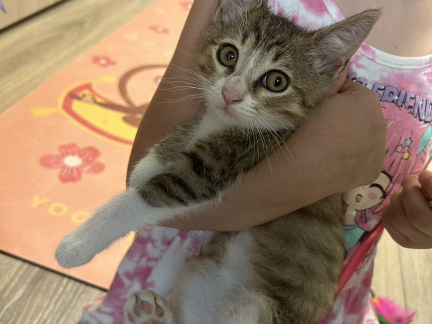 Котята в добрые руки даром