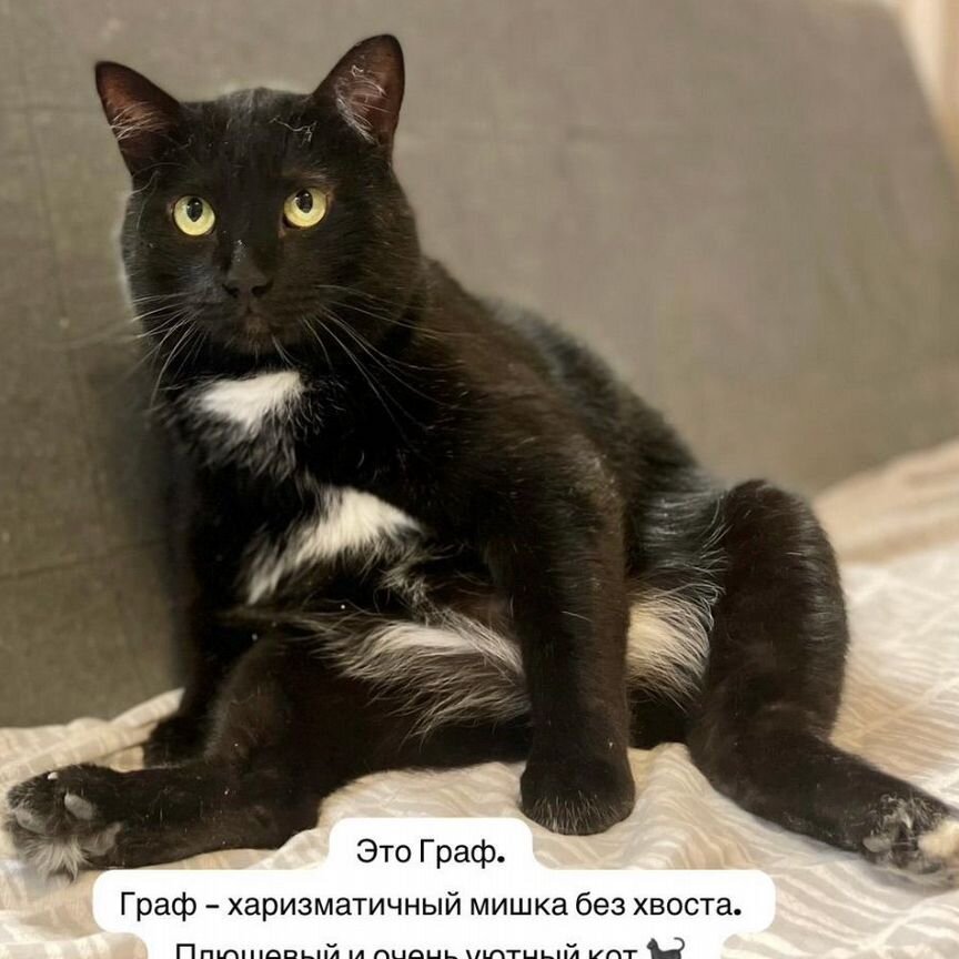 Взрослая кошка в добрые руки