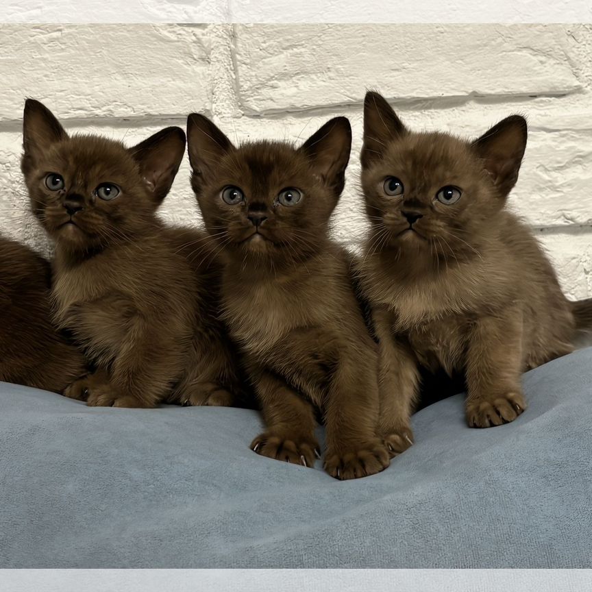 Европейский бурманский котёнок