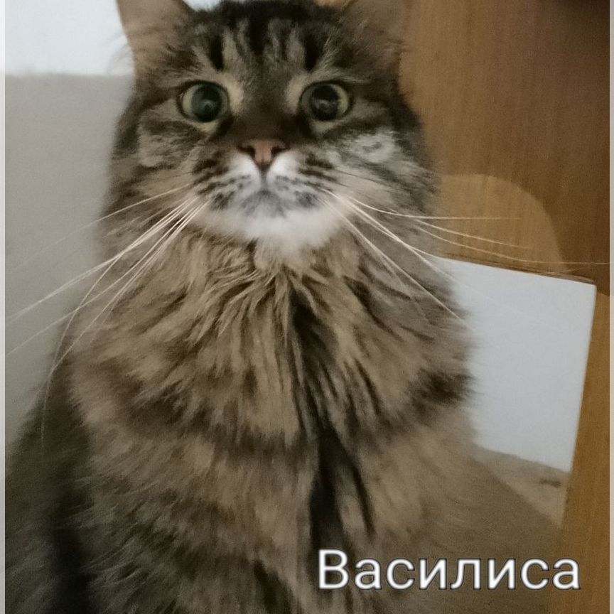 Сибирская, взрослая кошка