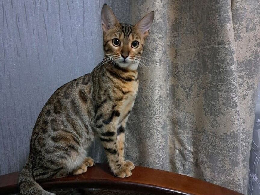 Кошка Айза