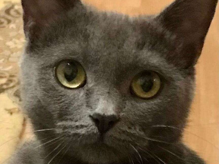 Русская голубая кошечка