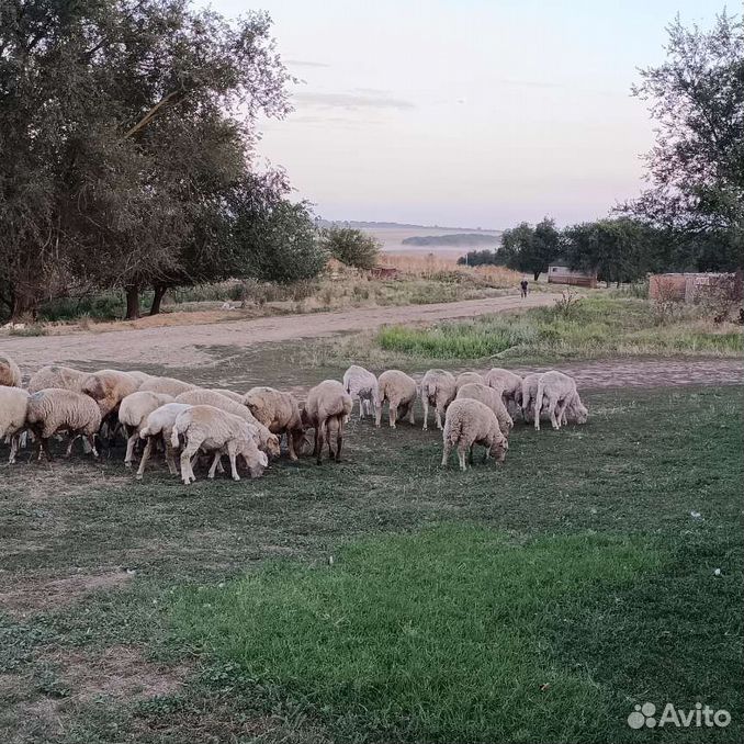 Овцы ягнята
