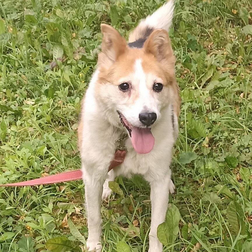 Трепетная небольшая собачка в поиске счастья