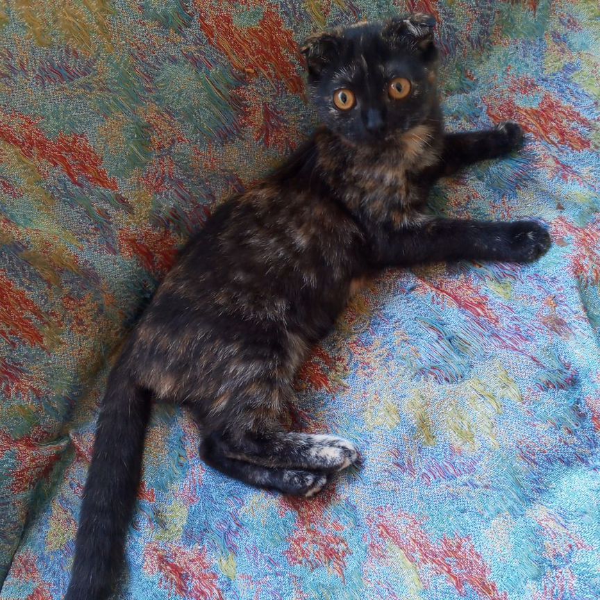 Вислоухий котёнок