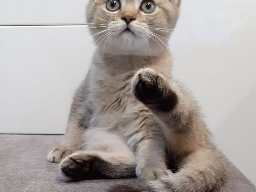 Котята скоттиш страт/фолд