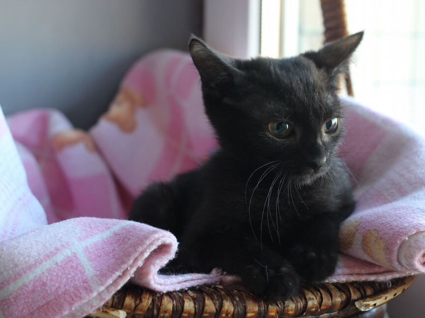 Котенок Мишелька