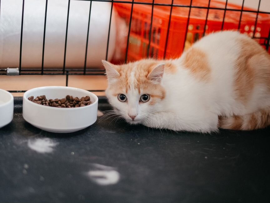 Кот Каир ищет дом