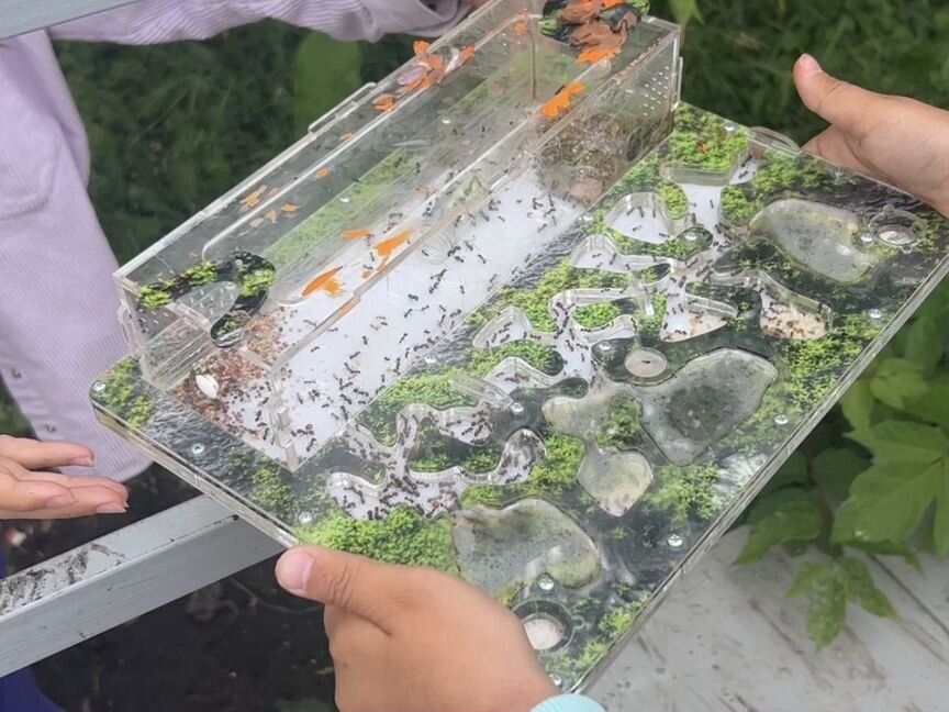 Формикарий для муравьев