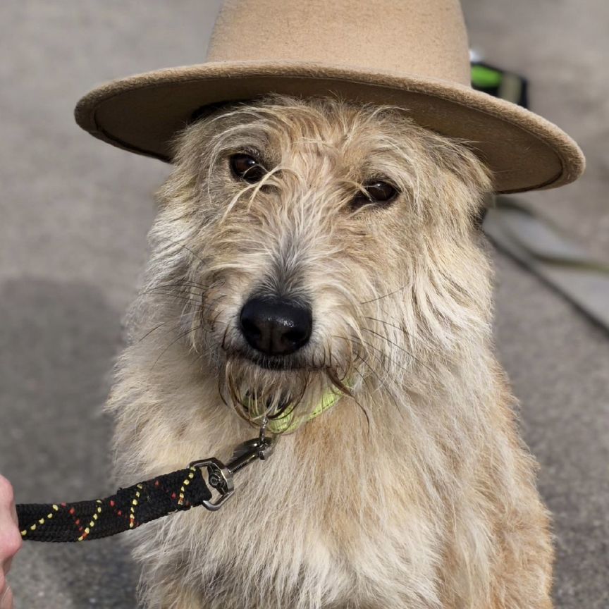 Взрослая собака в добрые руки