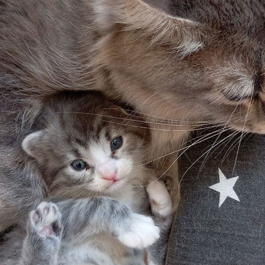 Котята мейн-кун бесплатно