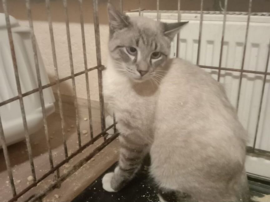 Красивый тайский подросток кот