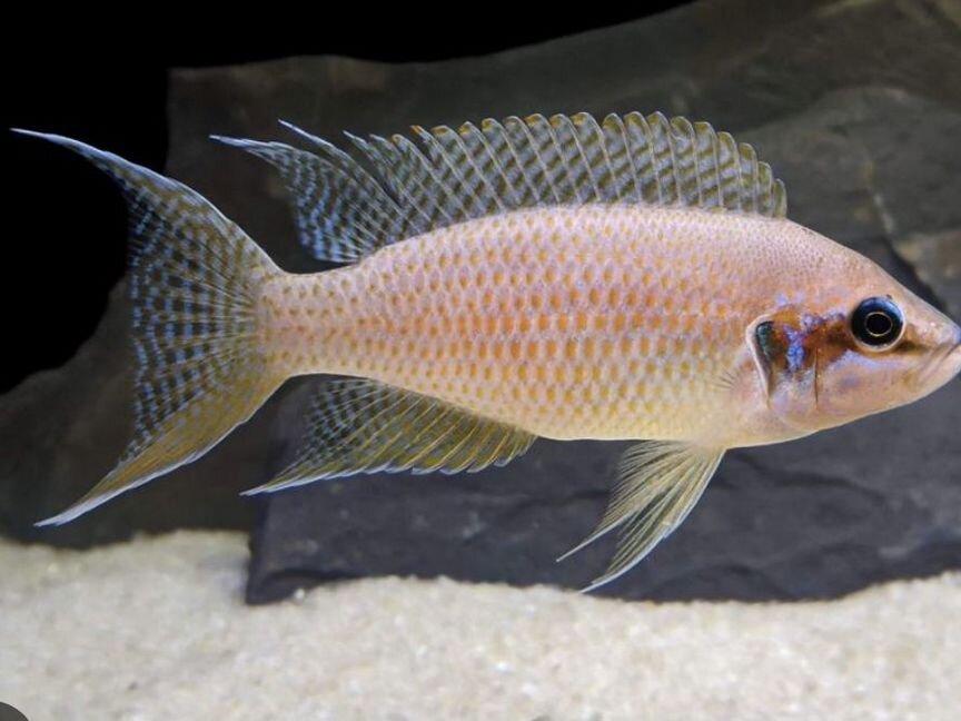 Рабочая пара принцесса Бурунди, взрослые