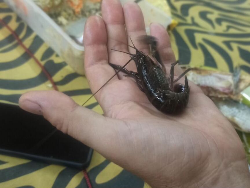 Семья аккр с детьми