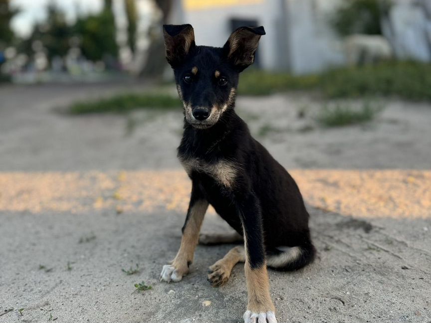 Щенок в добрые руки