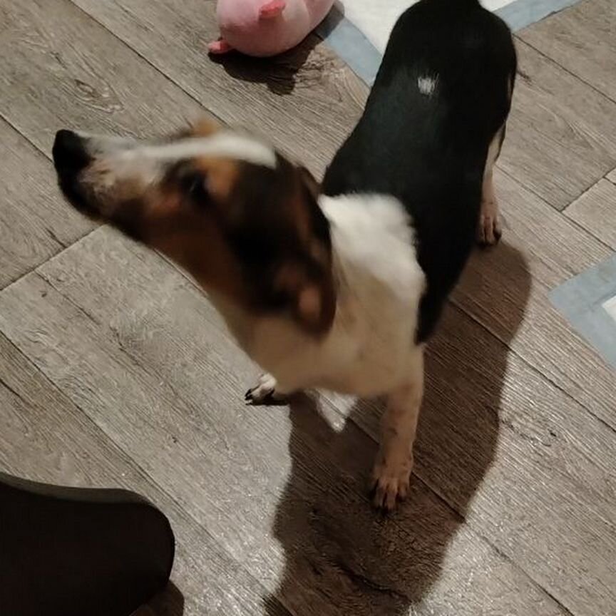 Щенок в добрые руки