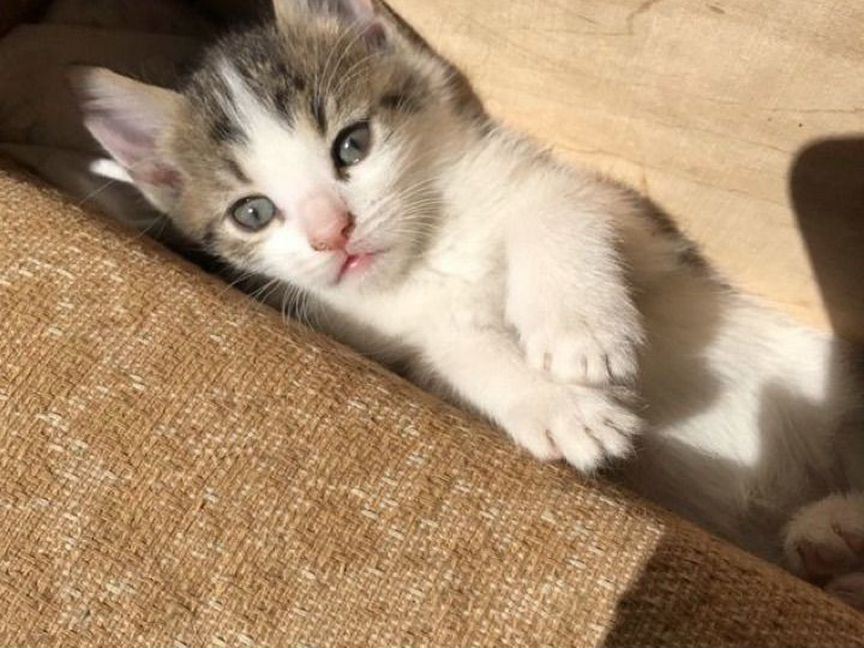 Котенок в добрые руки