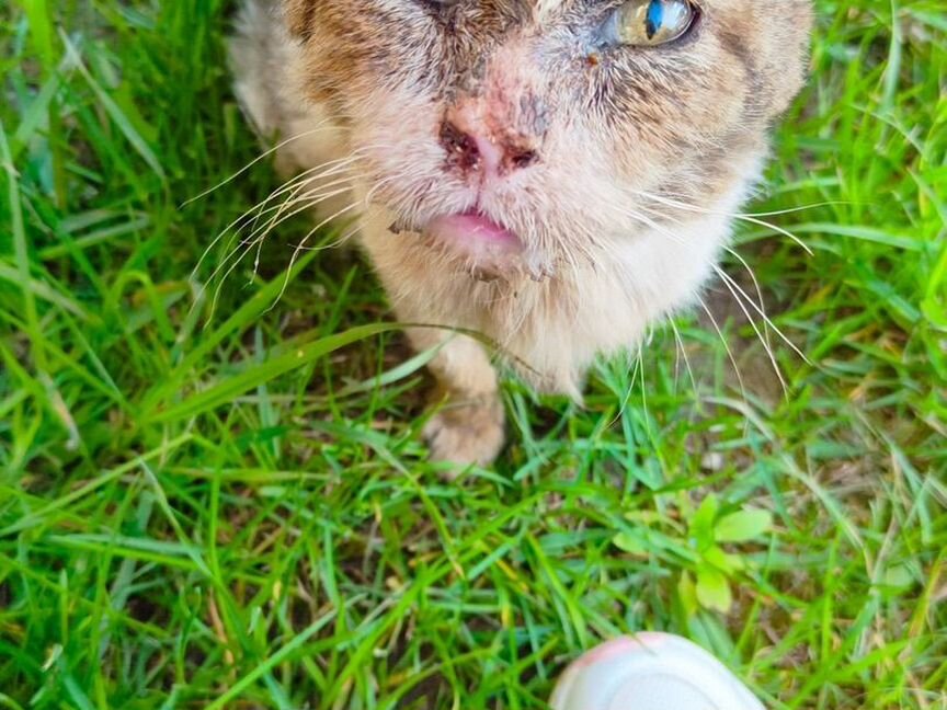 Котенок в добрые руки