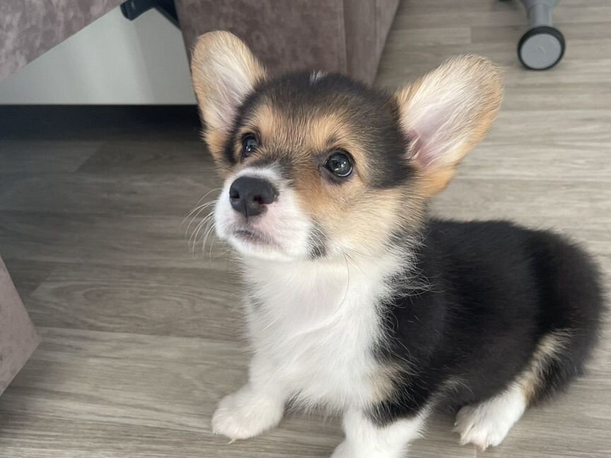 Вельштерьер корги