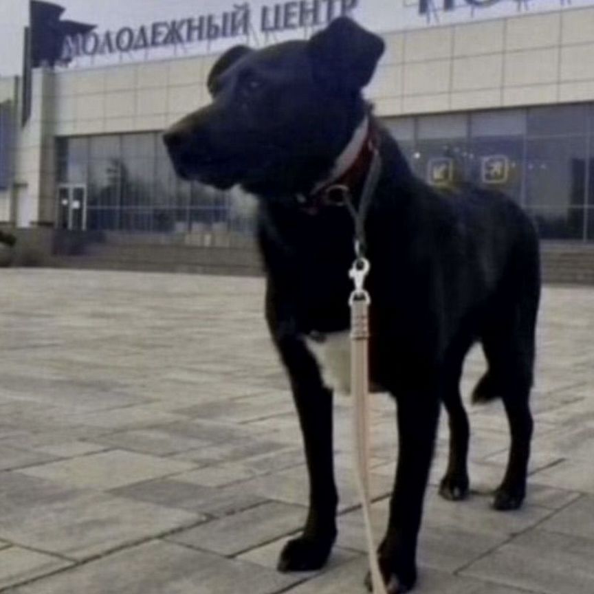 Взрослая собака в добрые руки