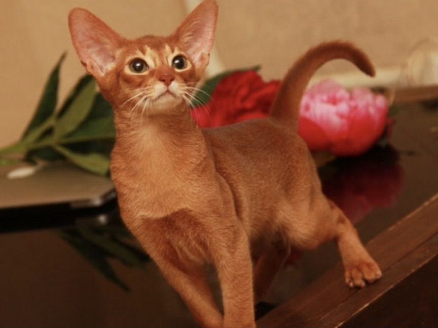 Девочка аби