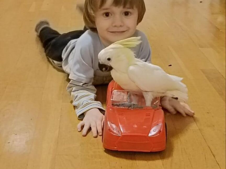 Какаду тритон