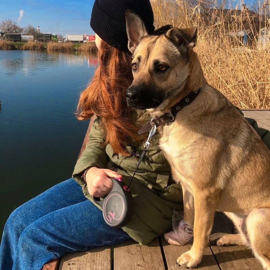 Собака в добрые руки