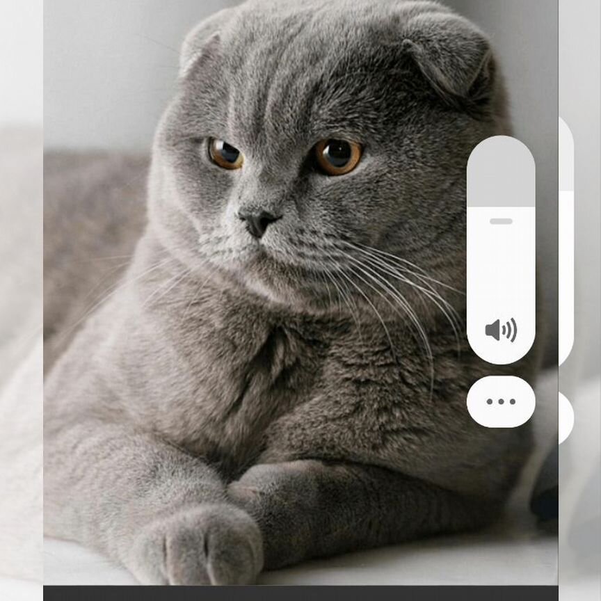 Шотландский вислоухий короткошёрстный котёнок